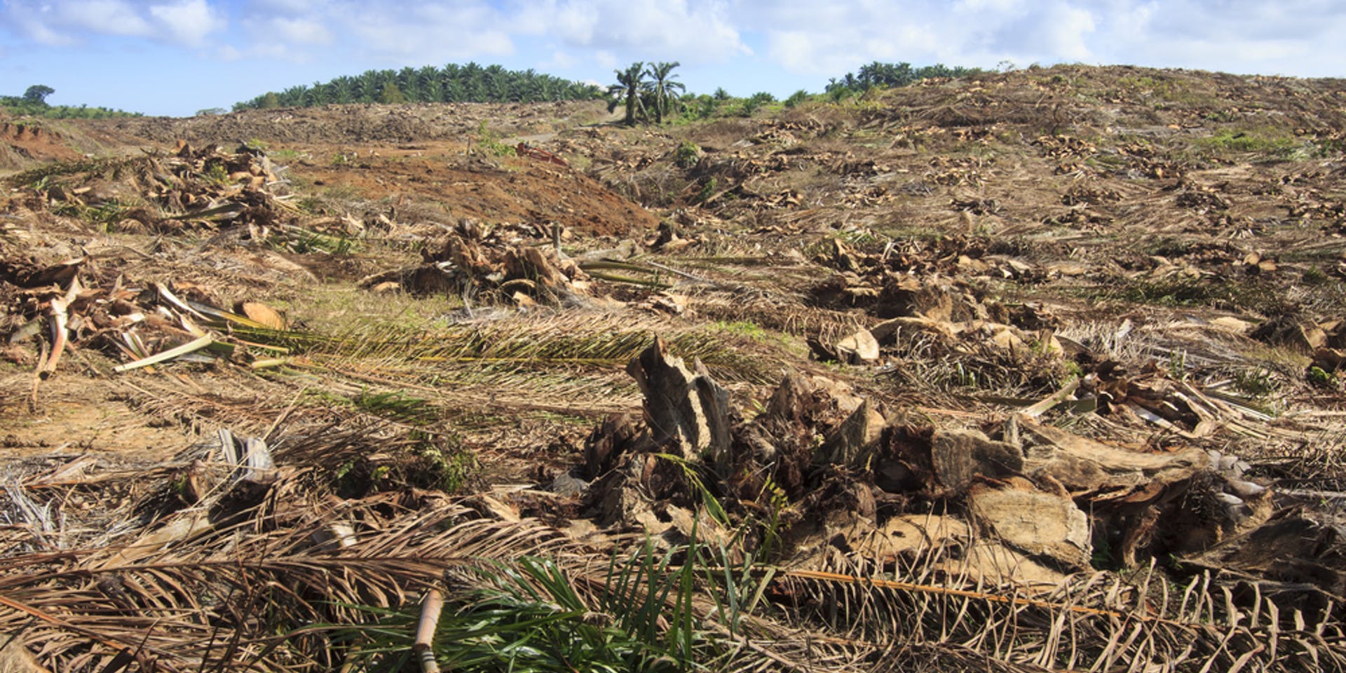 Response to “Deforestation Explained” – Brian's Work